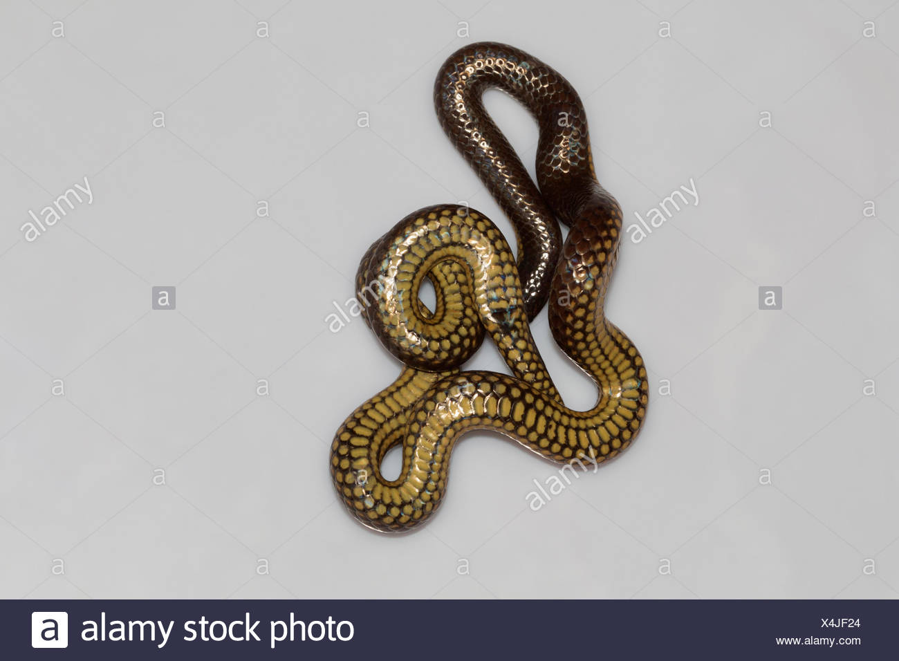 Snake Species Of India High Resolution Stock Photography and Images - Alamy