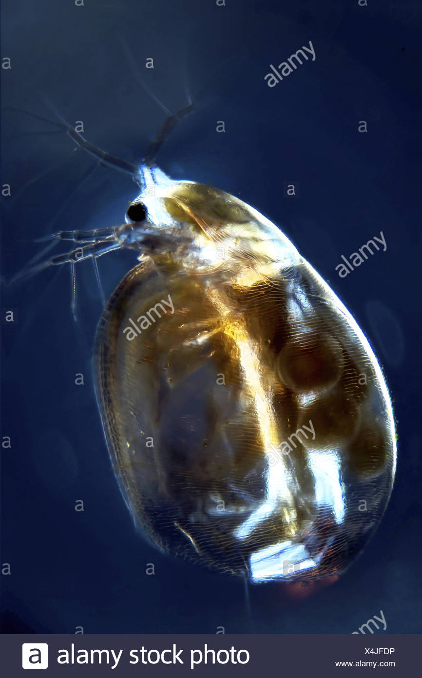 Magnified Flea High Resolution Stock Photography and Images - Alamy