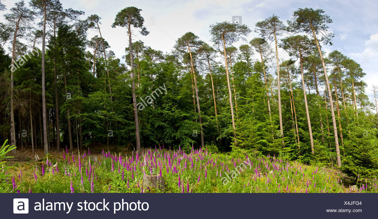 Pine Forest Clearing High Resolution Stock Photography and Images - Alamy