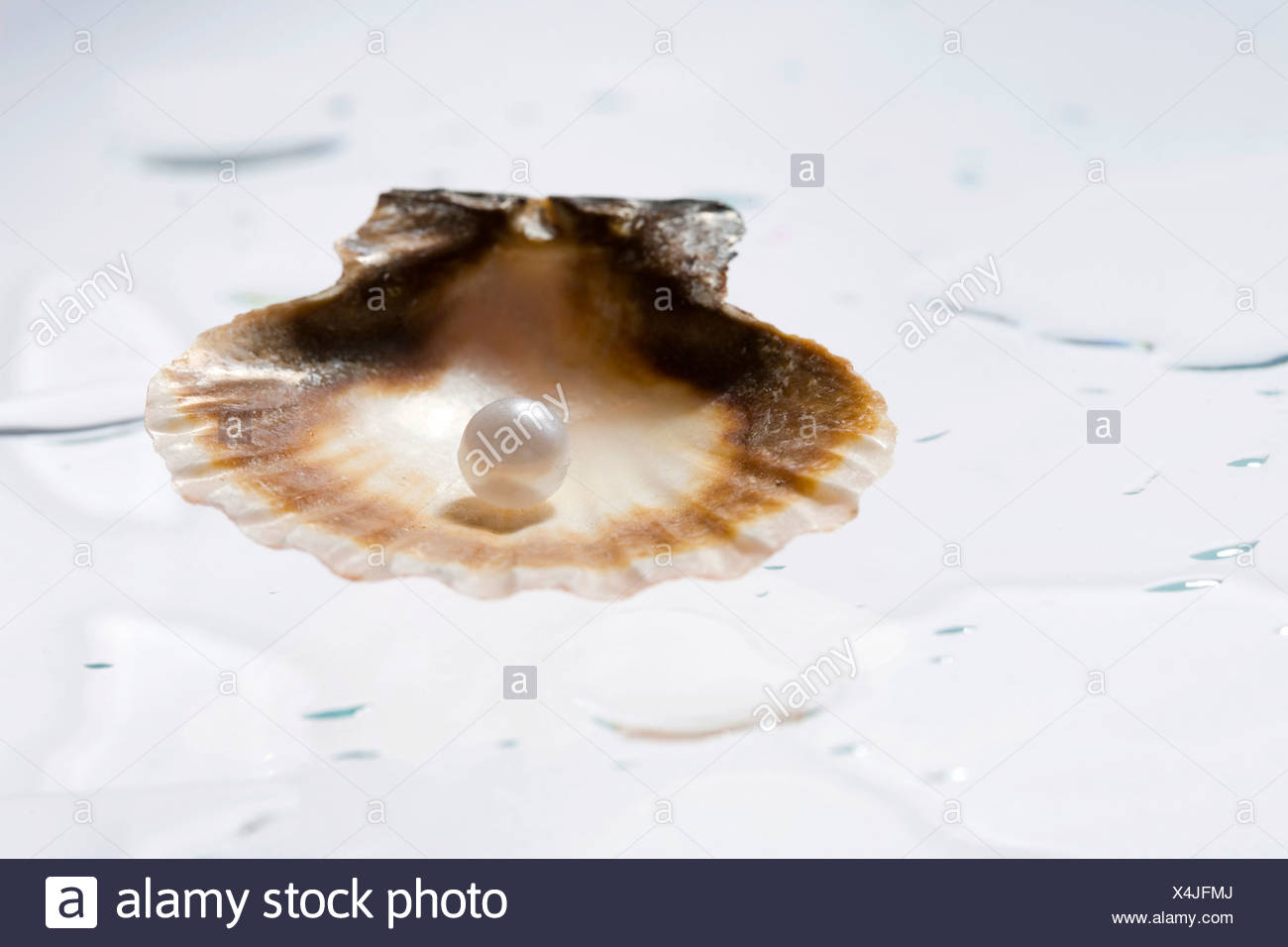 Muschel Perle High Resolution Stock Photography and Images - Alamy