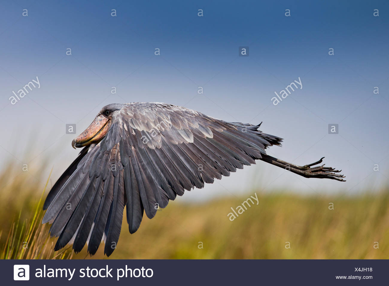 Rare Flight High Resolution Stock Photography and Images - Alamy