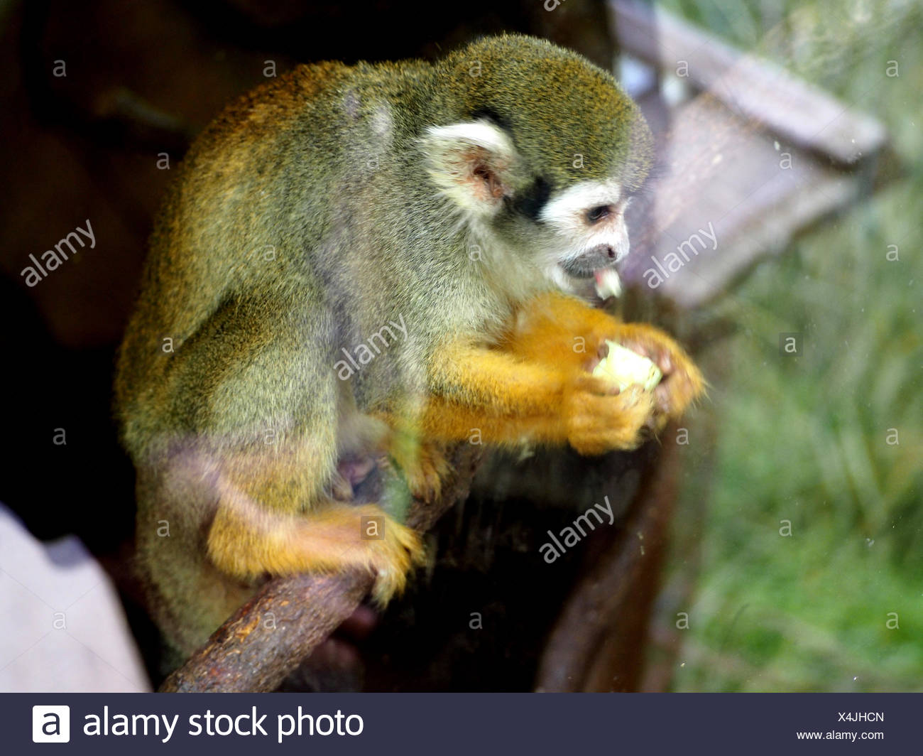 Spider Monkey High Resolution Stock Photography and Images - Alamy