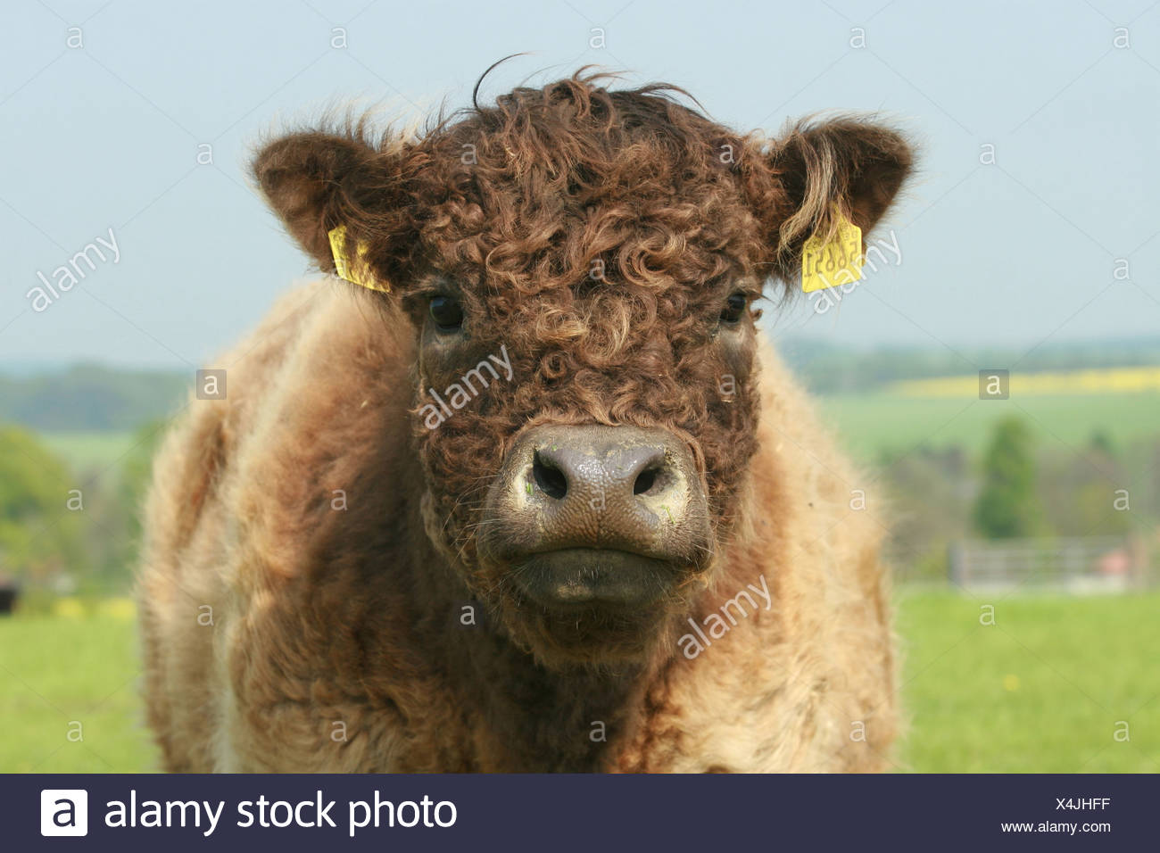 Curly Haired Cow High Resolution Stock Photography and Images - Alamy Curly Haired Cow High Resolution Stock Photography and Images - Alamy