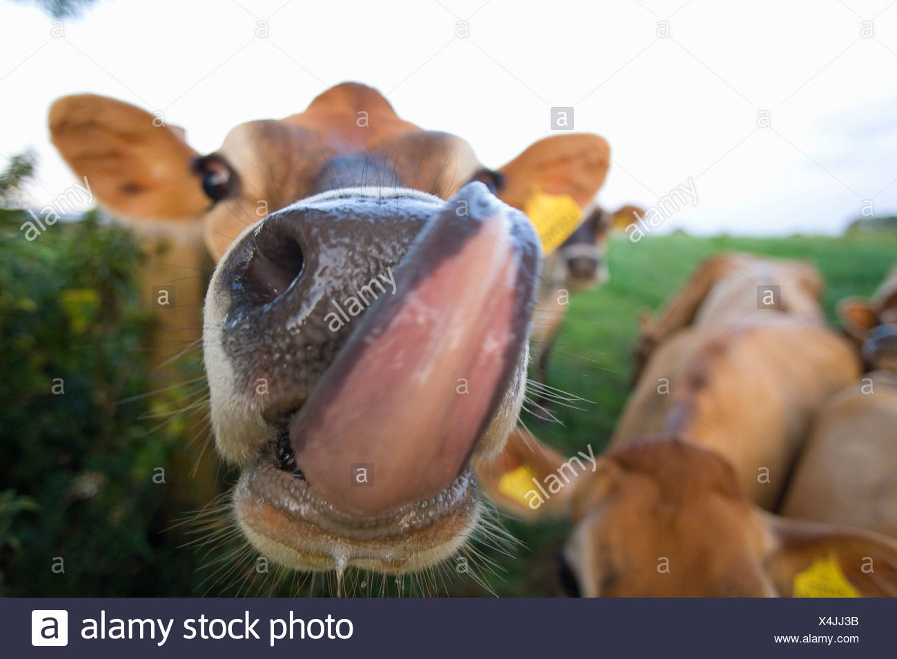 Jersey Cow Stock Photos & Jersey Cow Stock Images - Alamy
