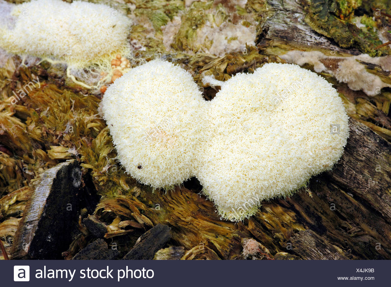 Fungus Sulphur High Resolution Stock Photography and Images - Alamy
