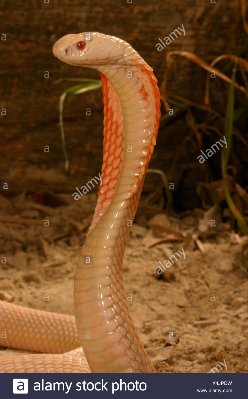 Monocled Cobra High Resolution Stock Photography and Images - Alamy