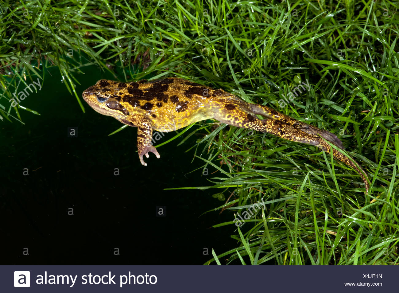 Jumping Frog Stock Photos & Jumping Frog Stock Images - Alamy