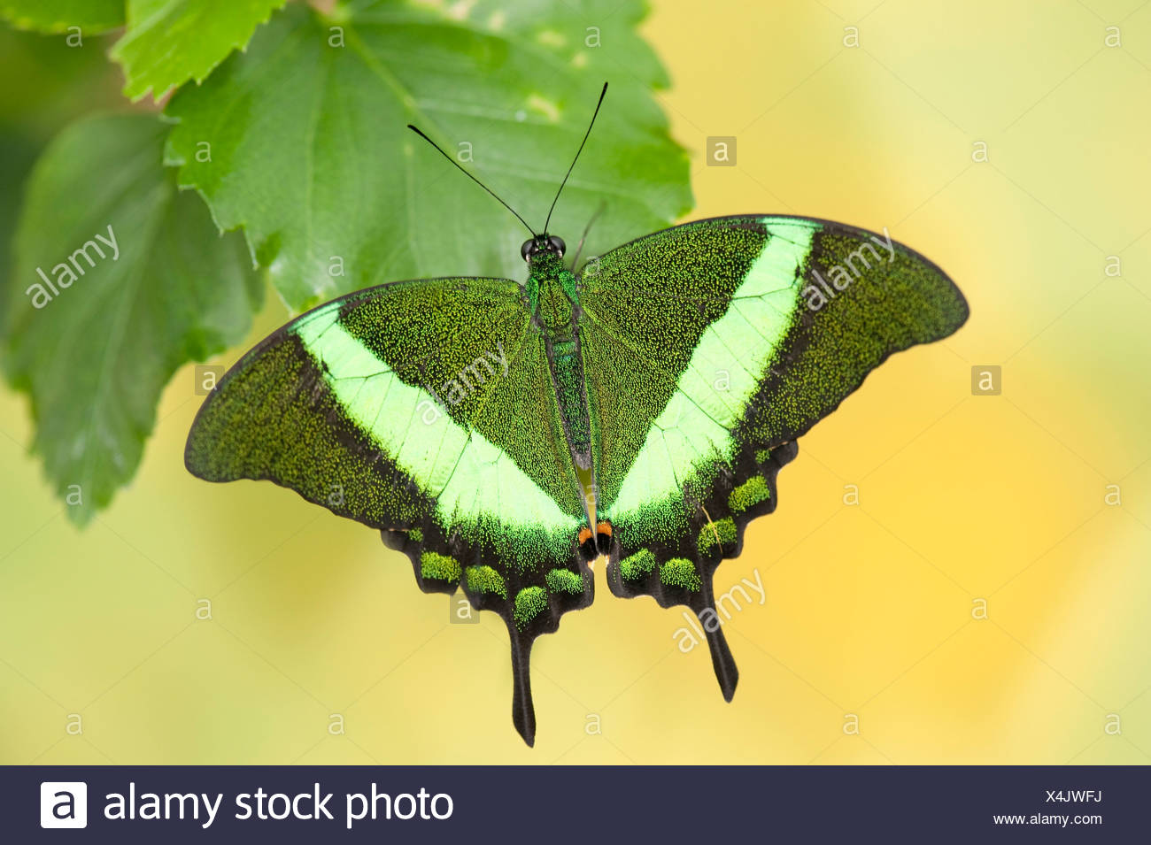 Emerald Swallowtail Butterfly High Resolution Stock Photography and ...