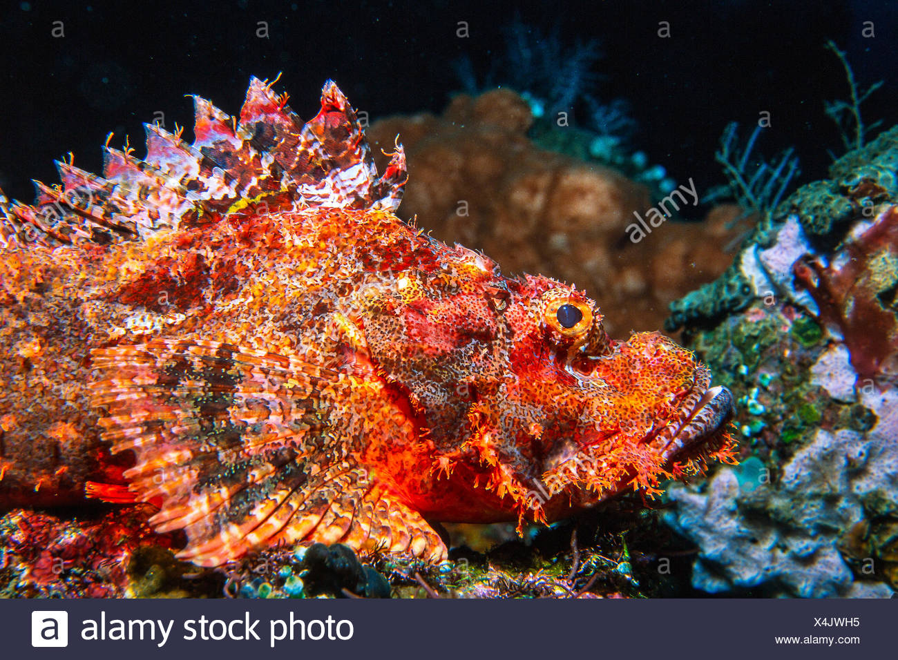Scorpions Fishes High Resolution Stock Photography and Images - Alamy