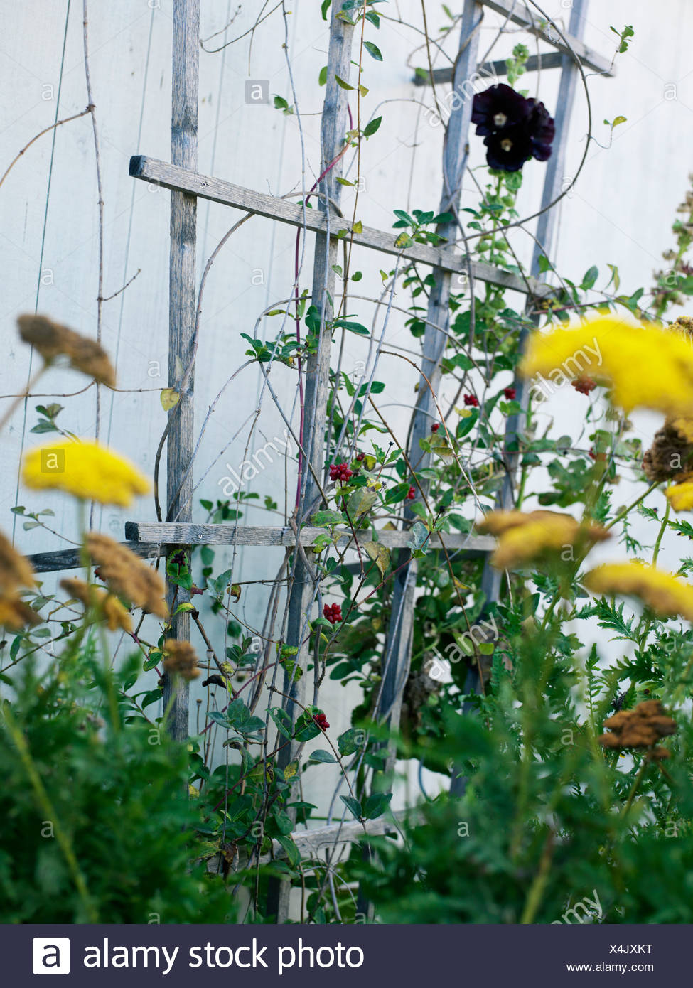 Clinging Plants Stock Photos & Clinging Plants Stock Images - Alamy