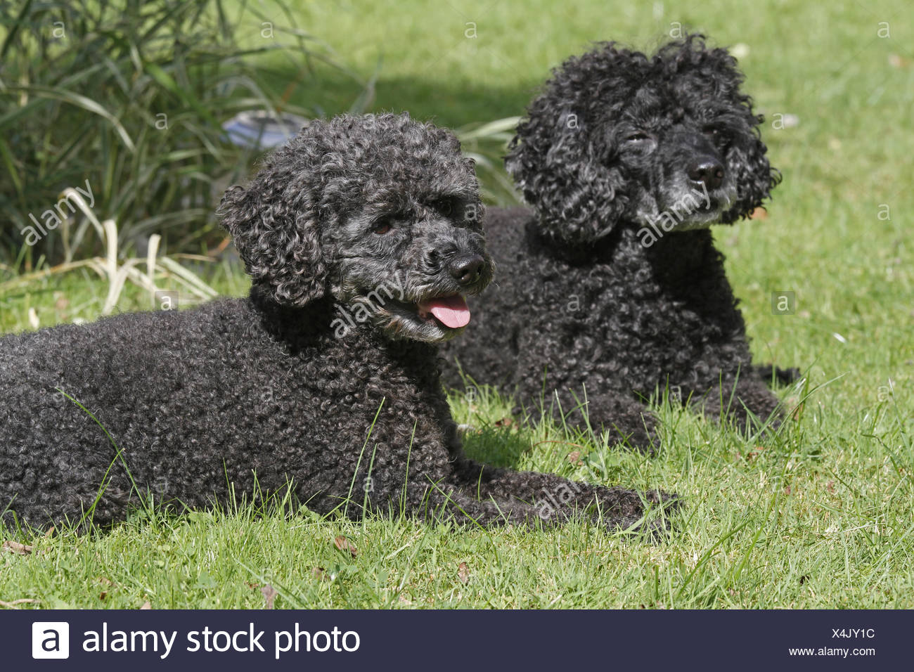 Zwergpudel Stock Photos & Zwergpudel Stock Images - Alamy