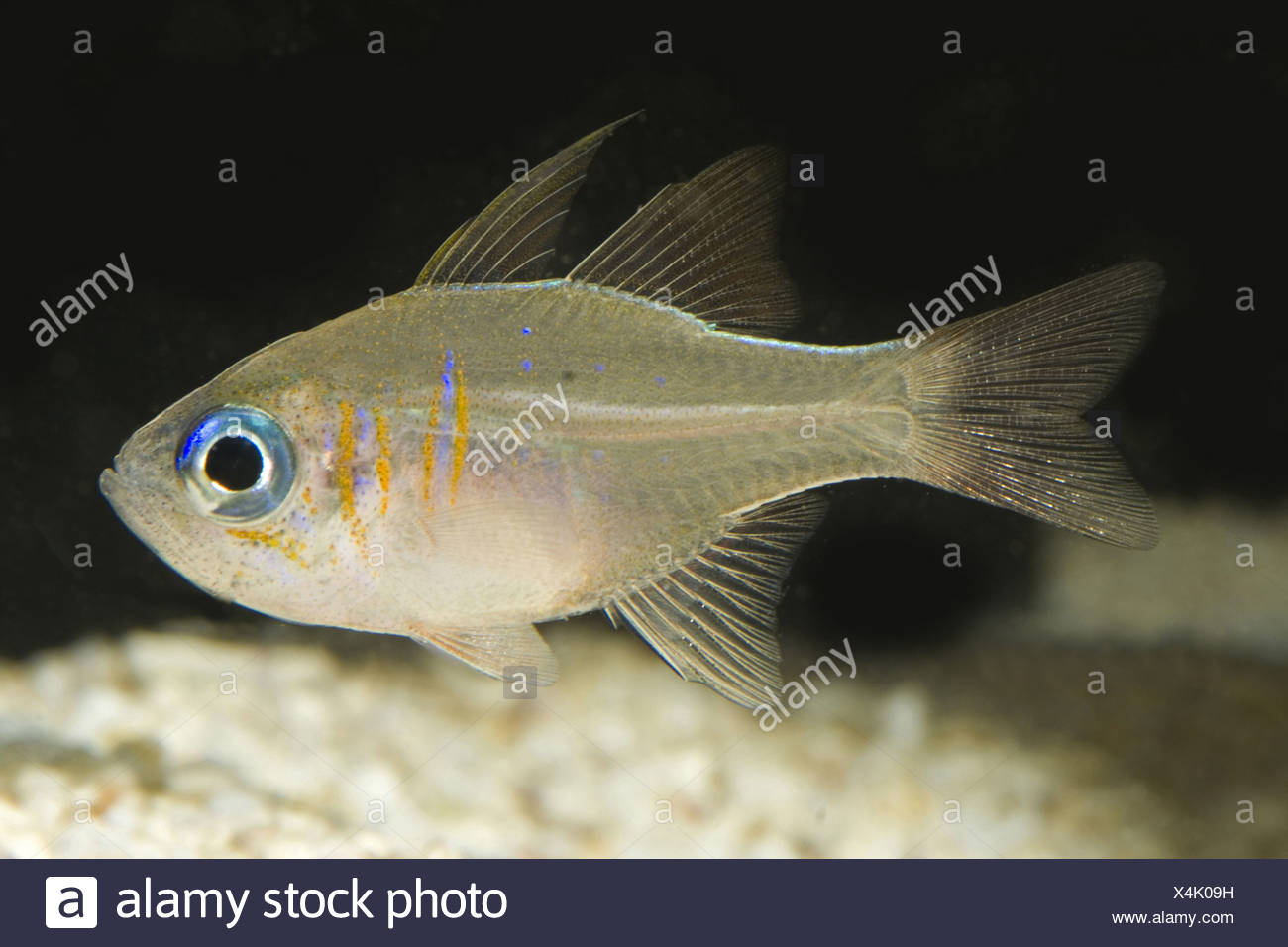Cardinalfish High Resolution Stock Photography and Images - Alamy