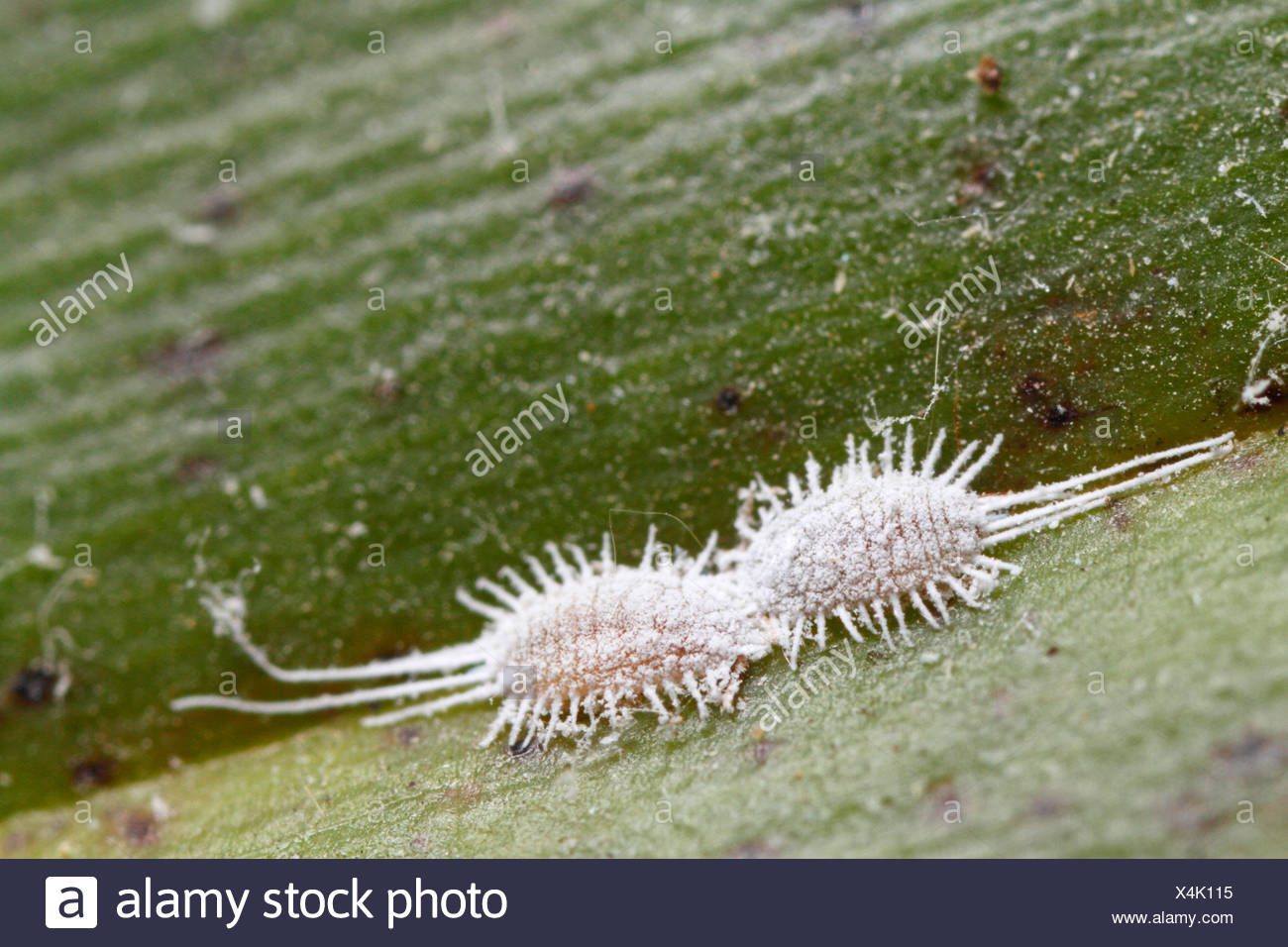 Mealy Bug Stock Photos & Mealy Bug Stock Images - Alamy