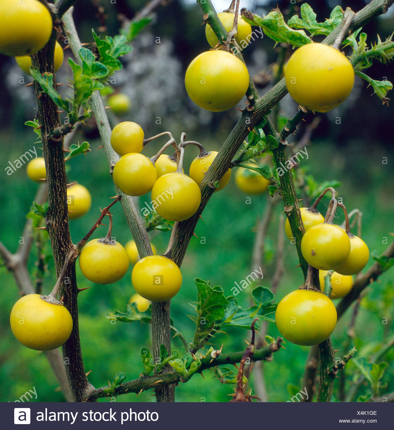 Sodom High Resolution Stock Photography and Images - Alamy