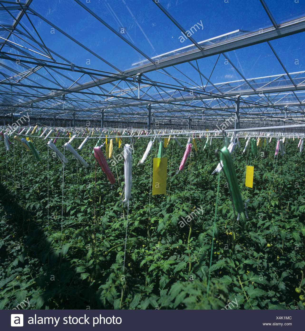 Flying Tomato High Resolution Stock Photography and Images - Alamy
