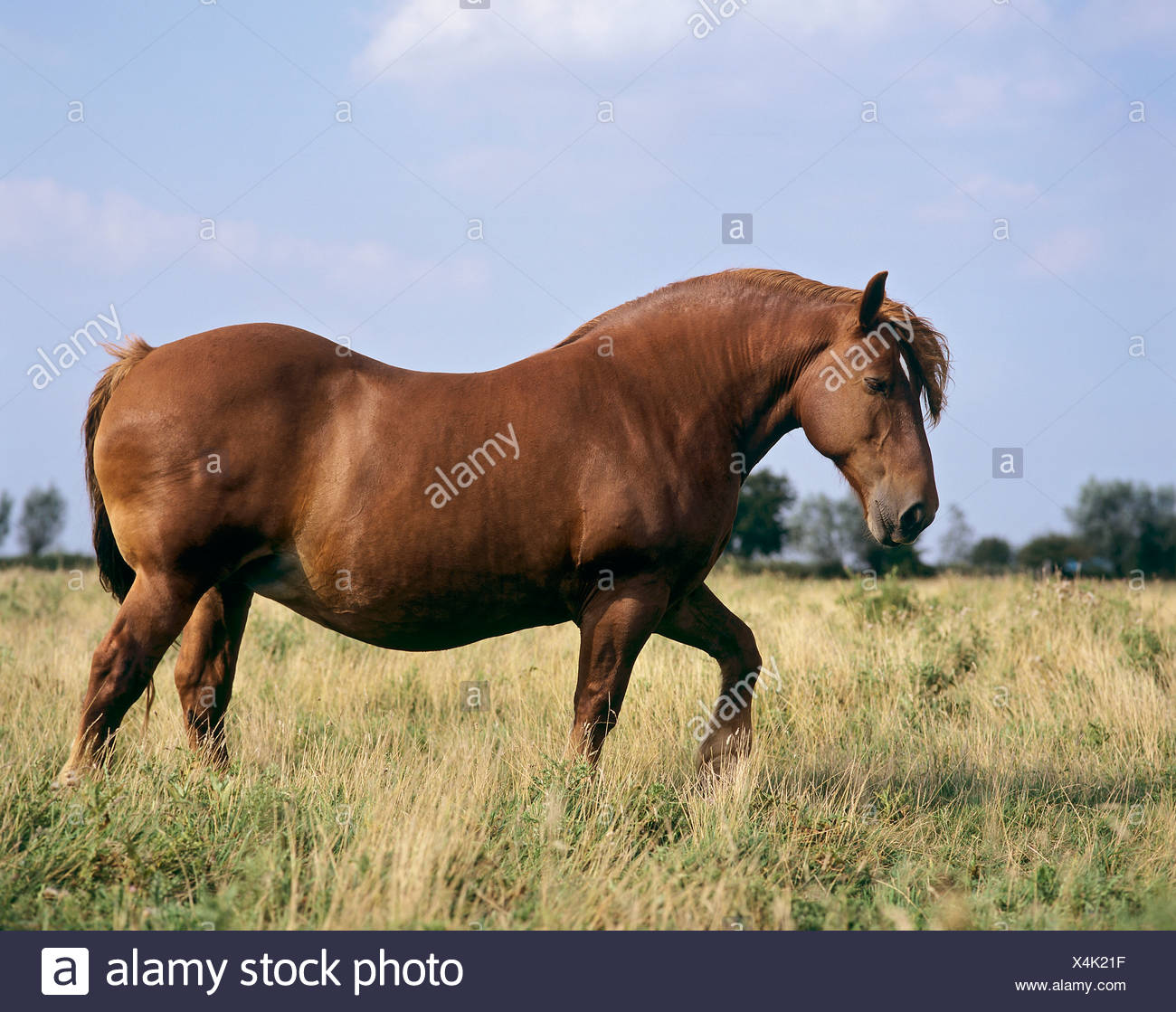 Suffolk Punch Horses High Resolution Stock Photography and Images - Alamy