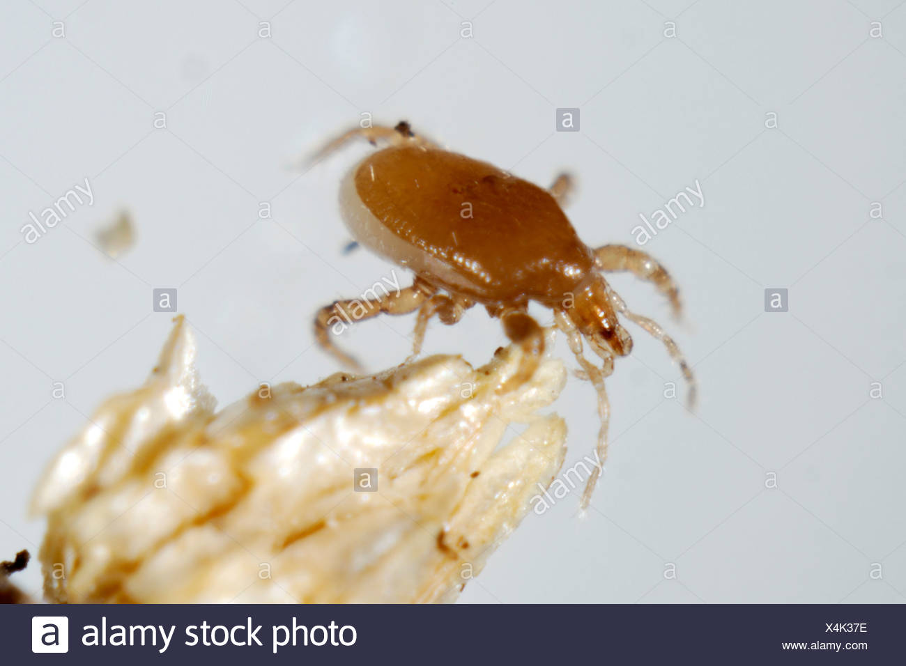 Predator Mite High Resolution Stock Photography and Images - Alamy
