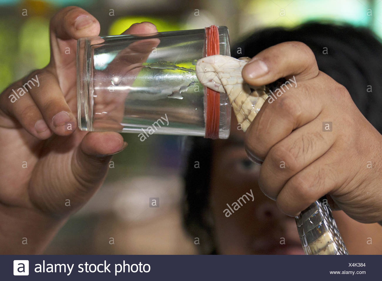 Siamese Spitting Cobra High Resolution Stock Photography and Images - Alamy
