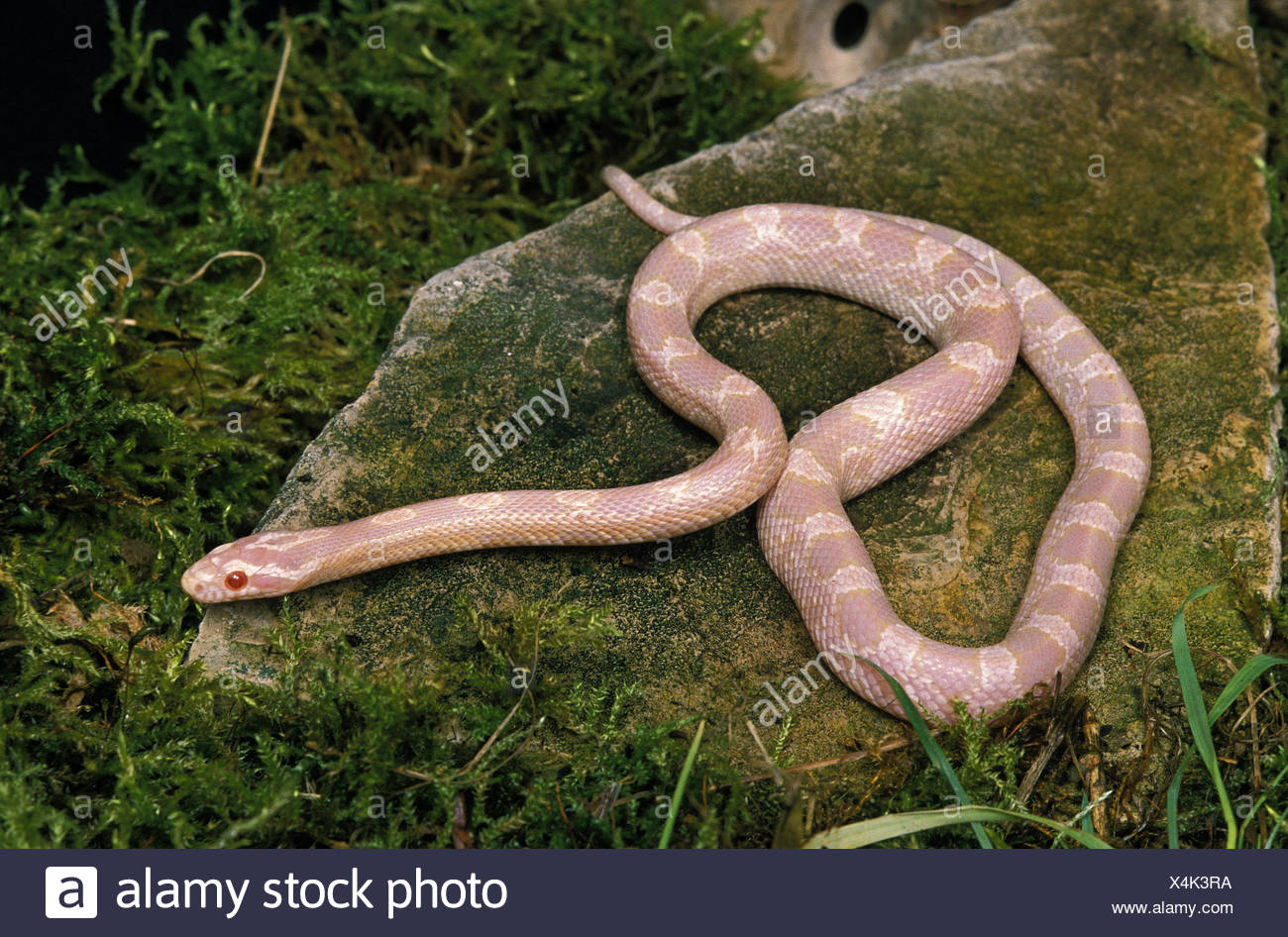 Albino Animal Other Animals High Resolution Stock Photography and ...