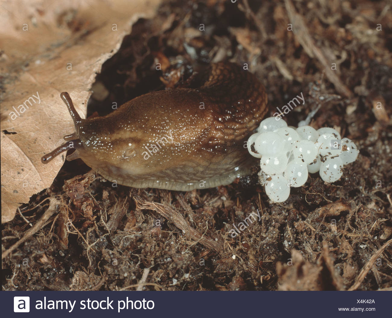 Slug Eggs Soil High Resolution Stock Photography and Images - Alamy
