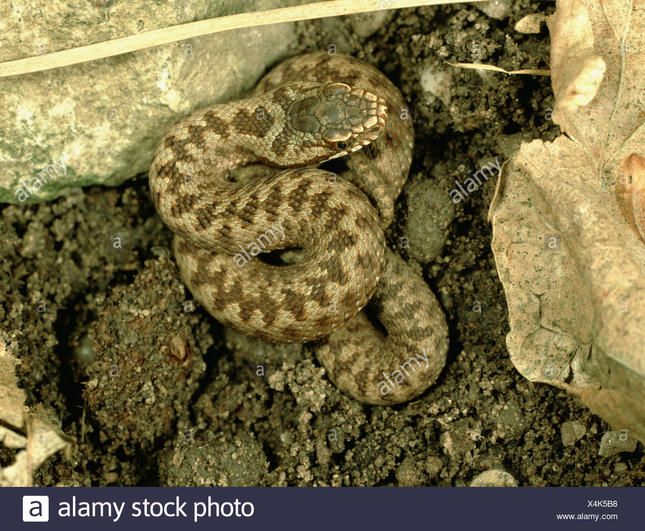 Baby Adder Stock Photos & Baby Adder Stock Images - Alamy