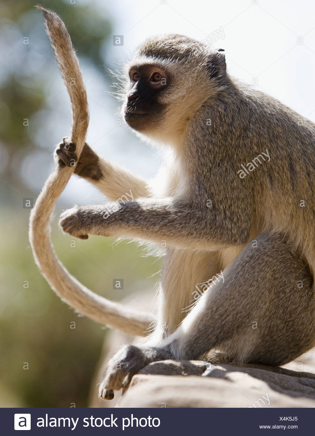 Vervet Monkey Stock Photos & Vervet Monkey Stock Images - Alamy