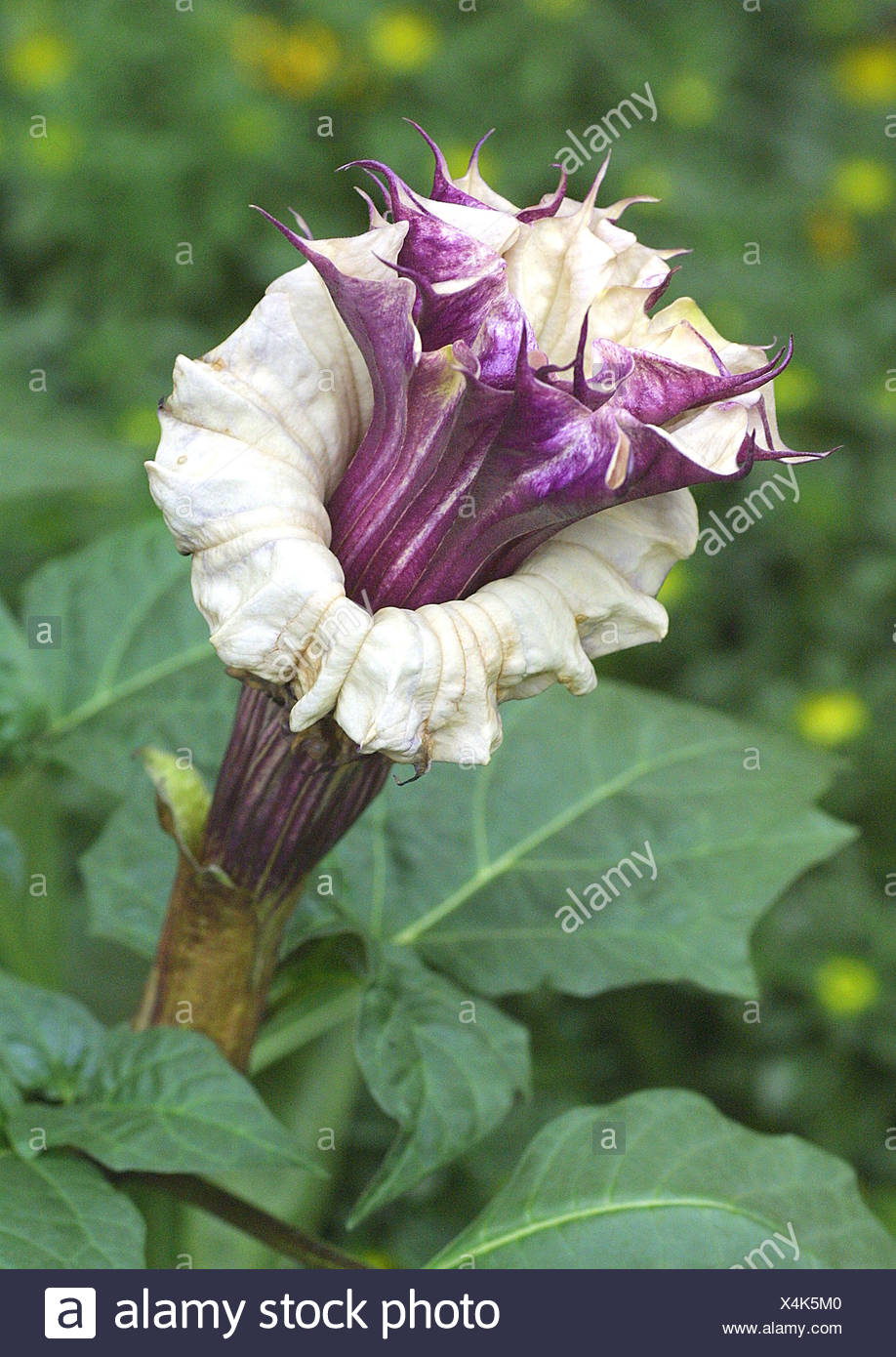 Datura Metel Stock Photos & Datura Metel Stock Images - Alamy