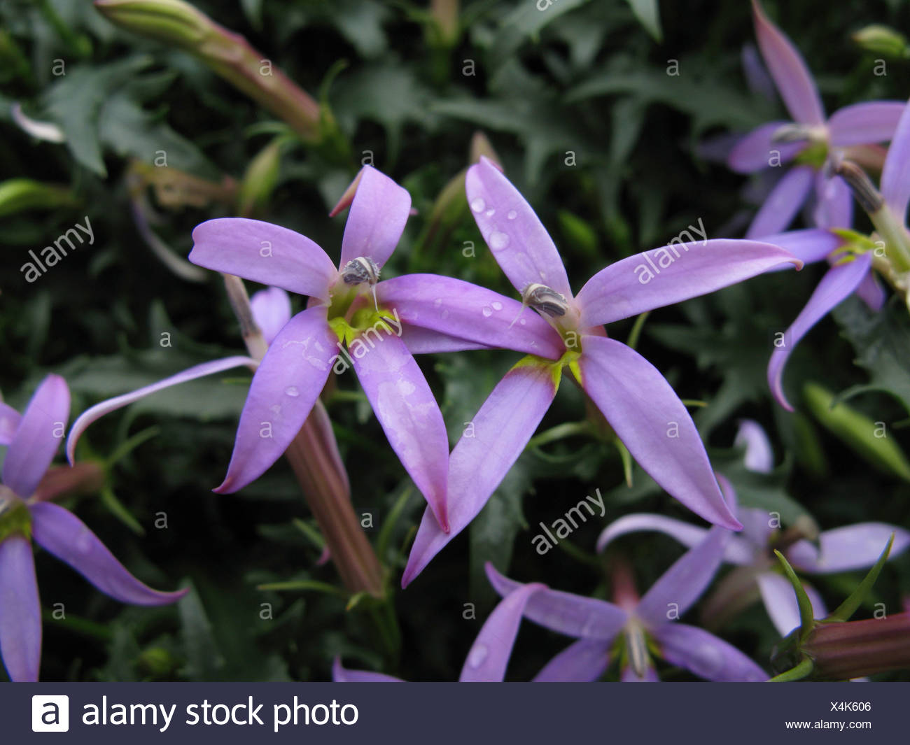 Isotoma Axillaris Blue Star High Resolution Stock Photography and ...