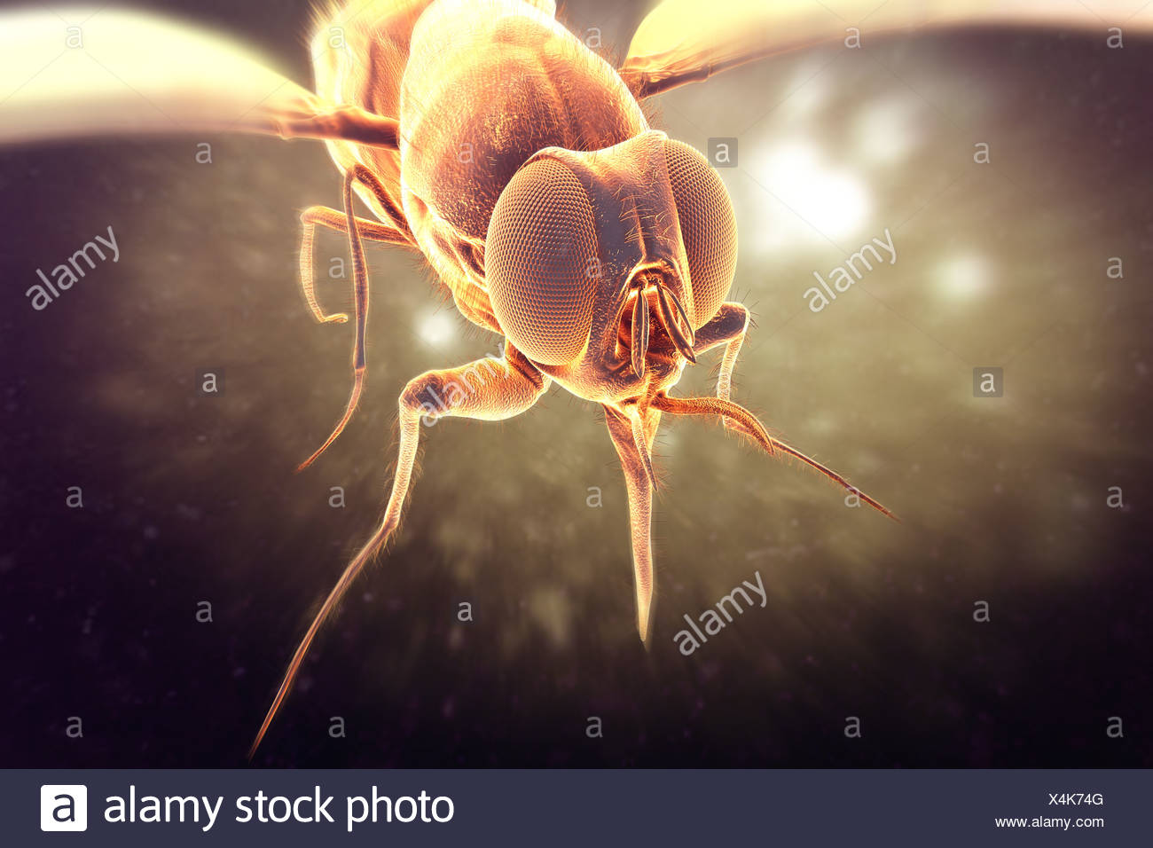 Haematophagy High Resolution Stock Photography and Images - Alamy