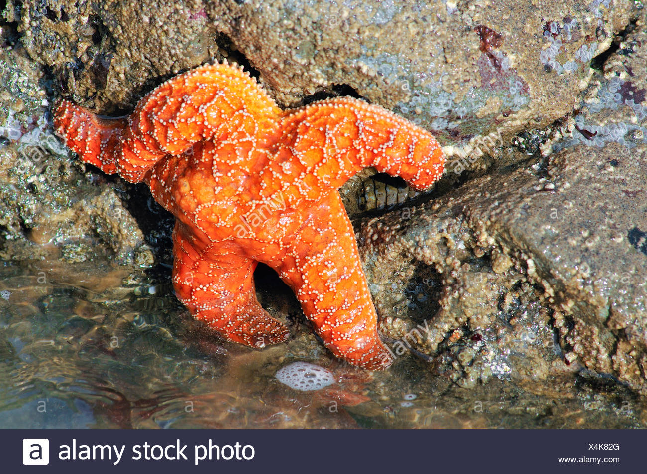 Starfish Olympic National Park Washington High Resolution Stock ...