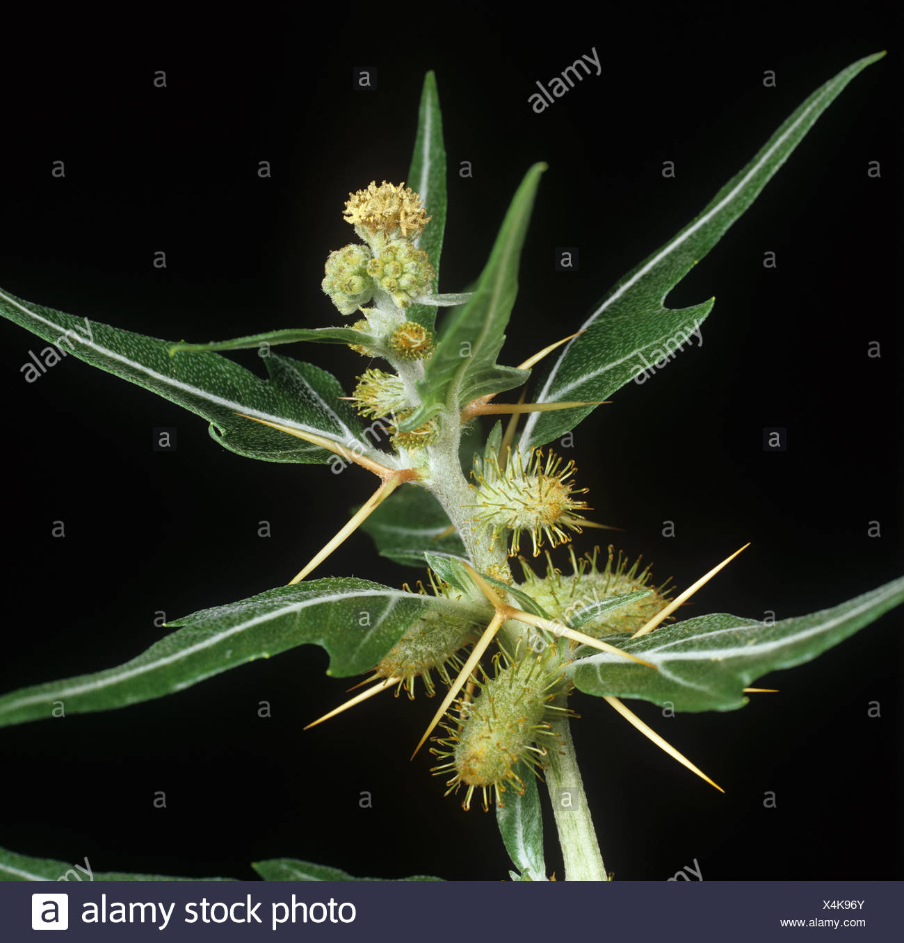 Cocklebur High Resolution Stock Photography and Images - Alamy