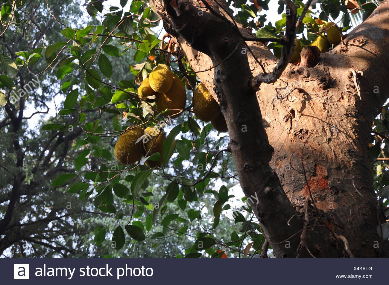 Durian Tree High Resolution Stock Photography and Images - Alamy