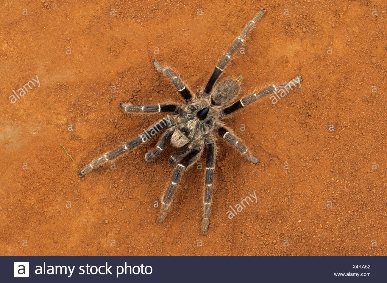 Baboon Spider High Resolution Stock Photography and Images - Alamy