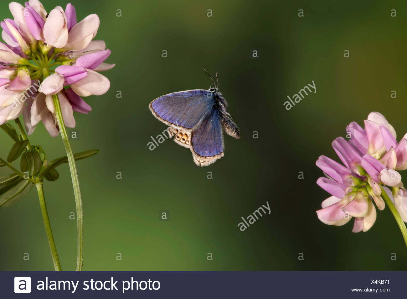 Blue Butterfly Flying High Resolution Stock Photography and Images - Alamy
