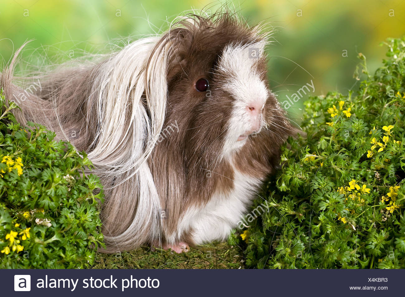 Angora Guinea Pig Stock Photos & Angora Guinea Pig Stock Images - Alamy