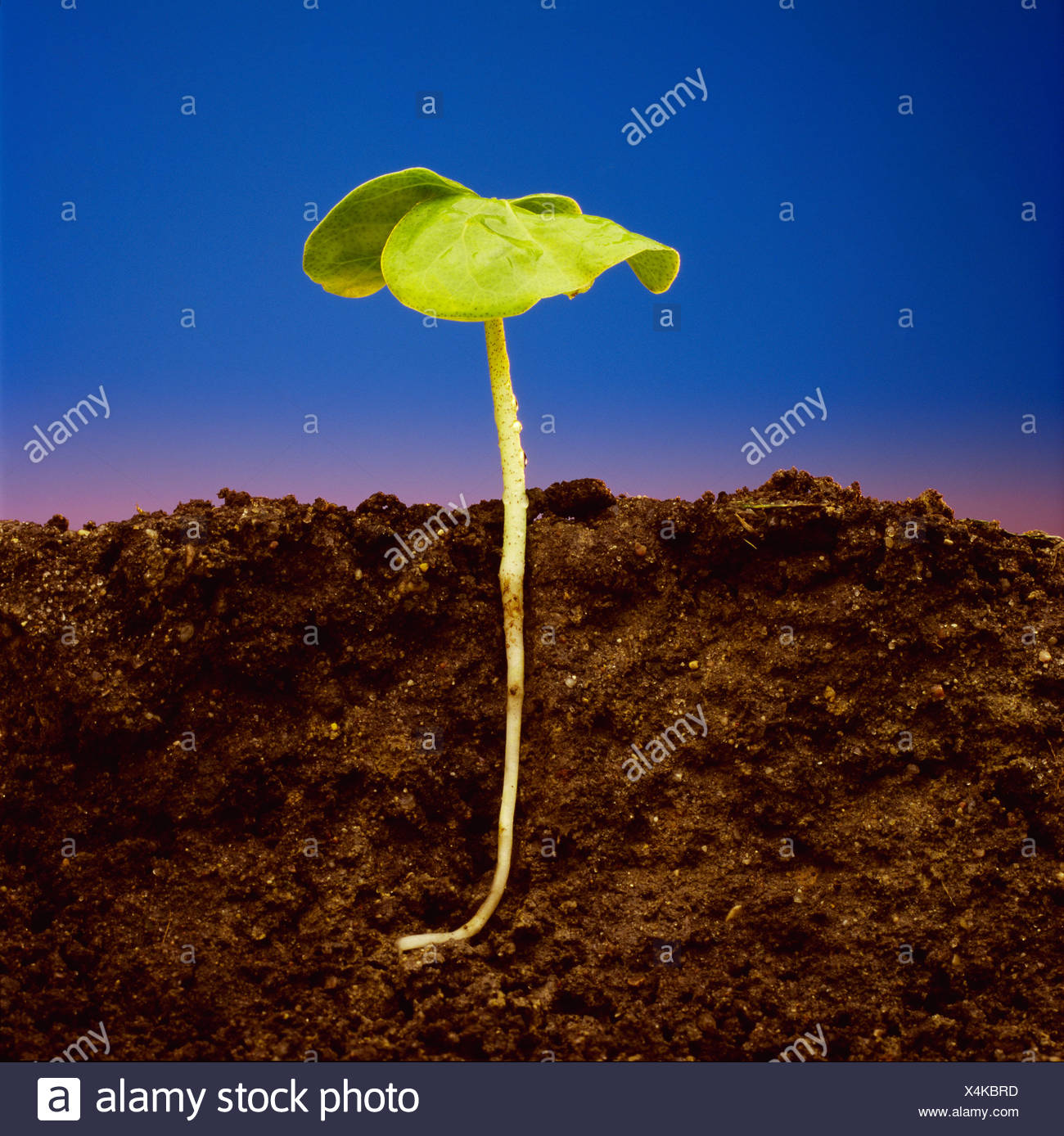 Emergence Of Seedlings Stock Photos & Emergence Of Seedlings Stock ...