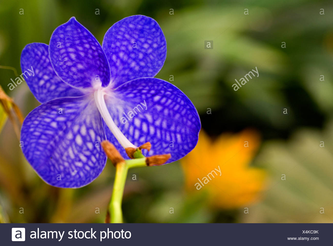 Blue Orchid Stock Photos & Blue Orchid Stock Images - Alamy