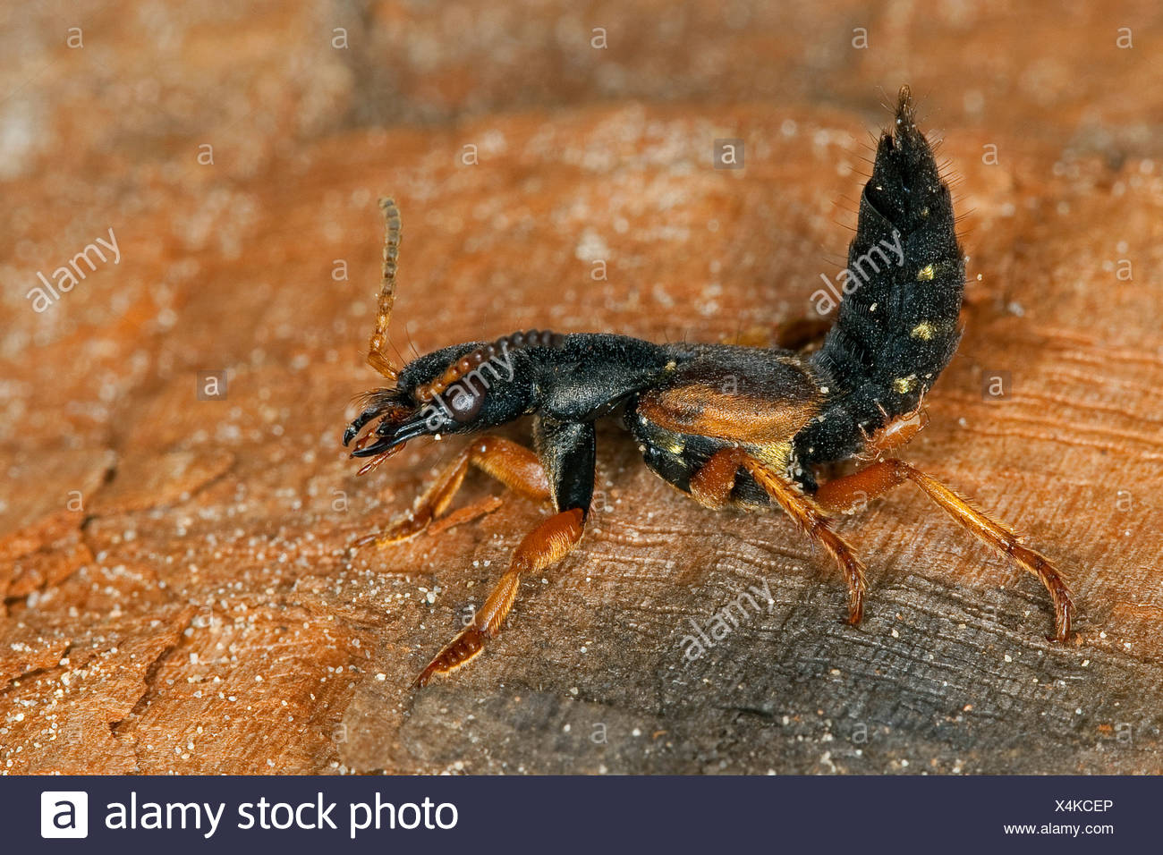 Staphylinus 1 High Resolution Stock Photography and Images - Alamy