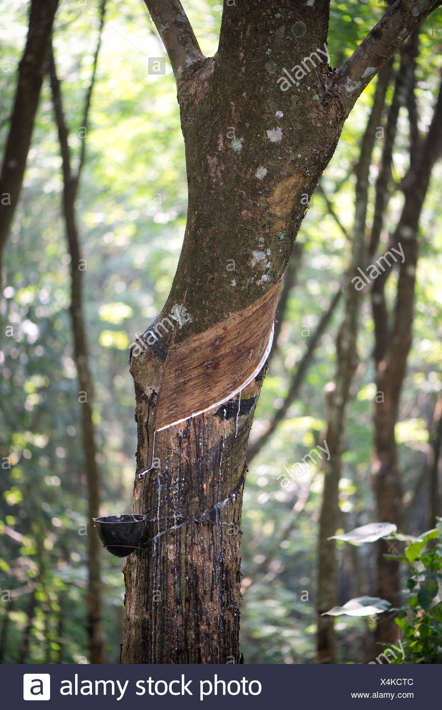 Hevea Brasiliensis High Resolution Stock Photography and Images - Alamy