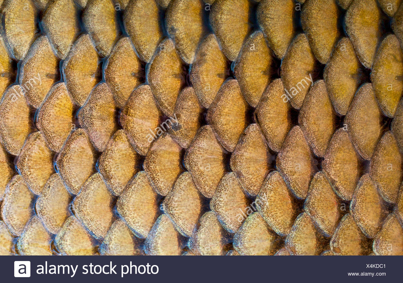 Fish Scales Stock Photos & Fish Scales Stock Images - Alamy