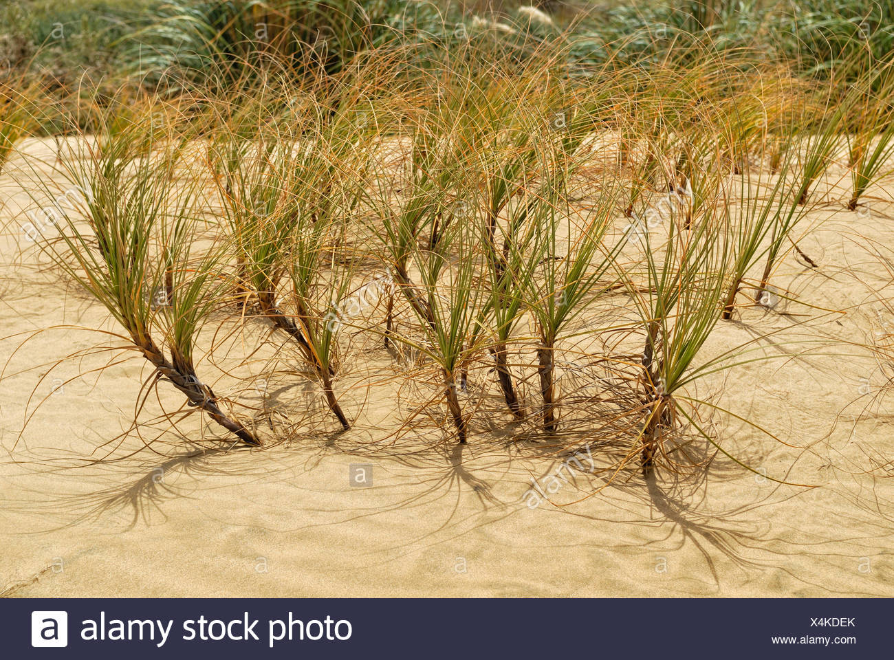 Golden Sand Sedge High Resolution Stock Photography and Images - Alamy