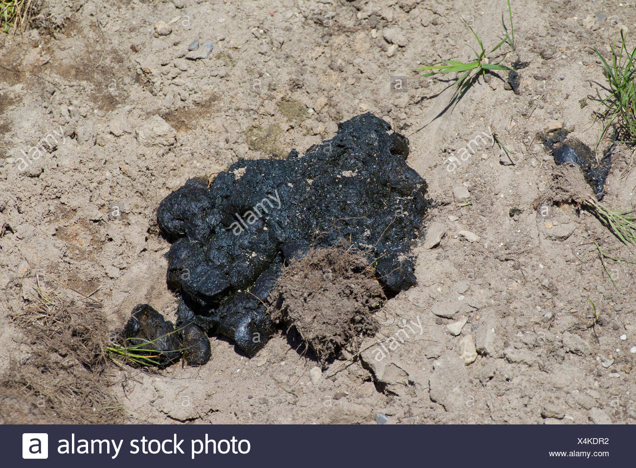 Bear Feces High Resolution Stock Photography and Images - Alamy