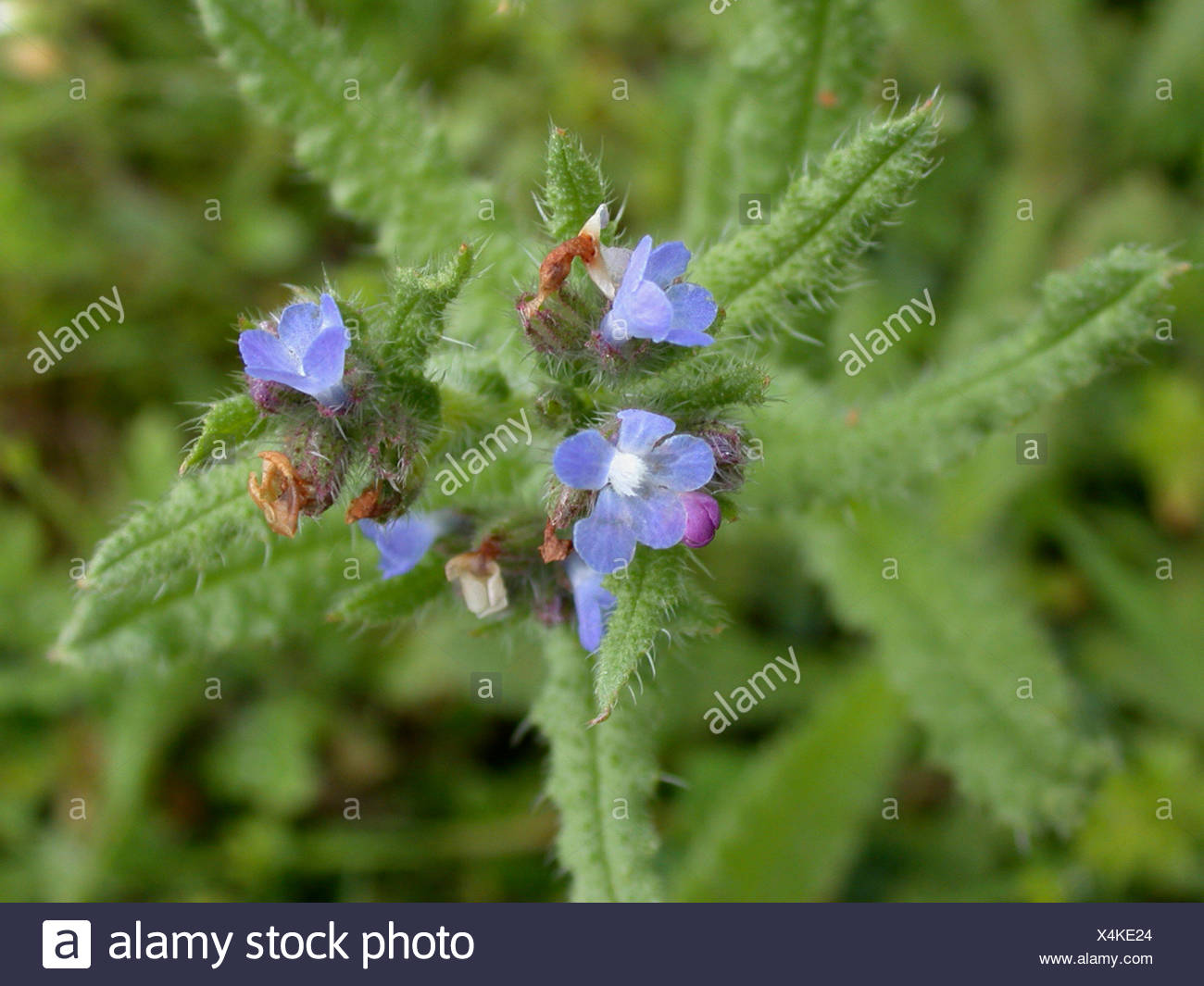 Small Bugloss High Resolution Stock Photography and Images - Alamy