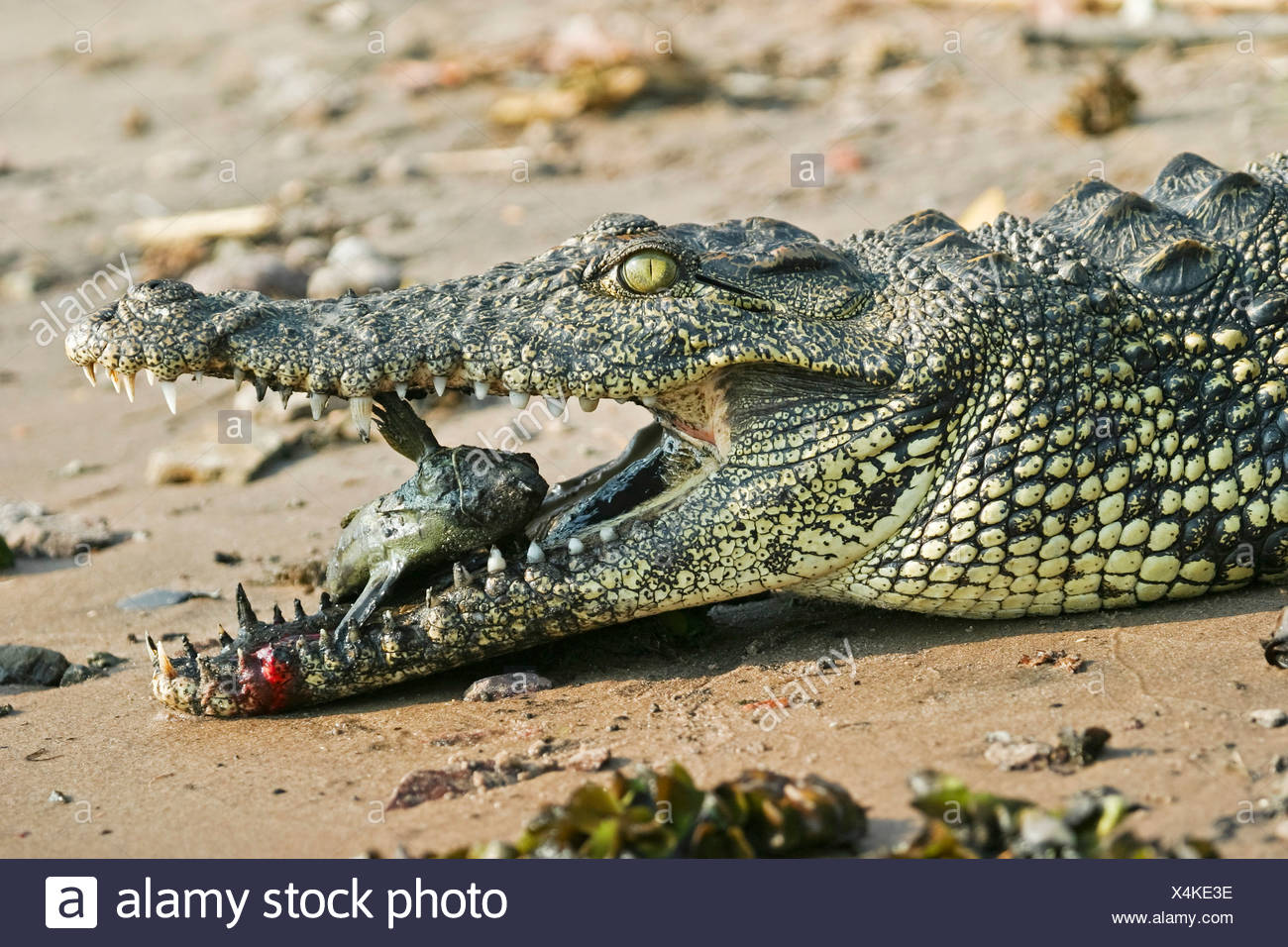 Nile Crocodile Crocodylus Niloticus Chobe National Park