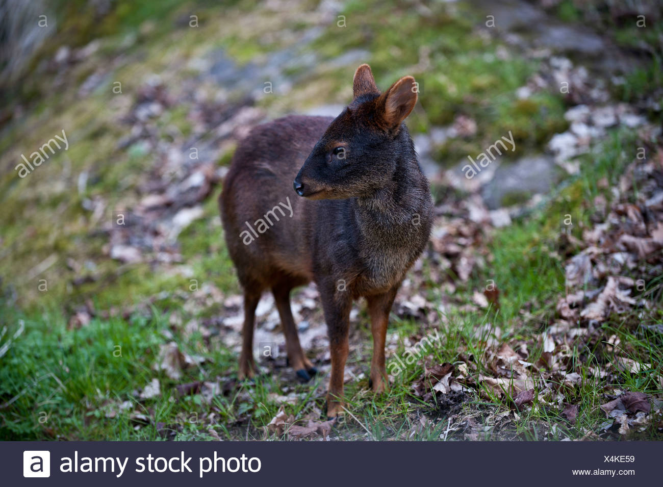 Pudu Deer High Resolution Stock Photography and Images - Alamy