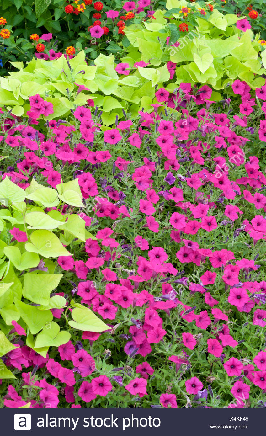 Supertunia Stock Photos & Supertunia Stock Images - Alamy