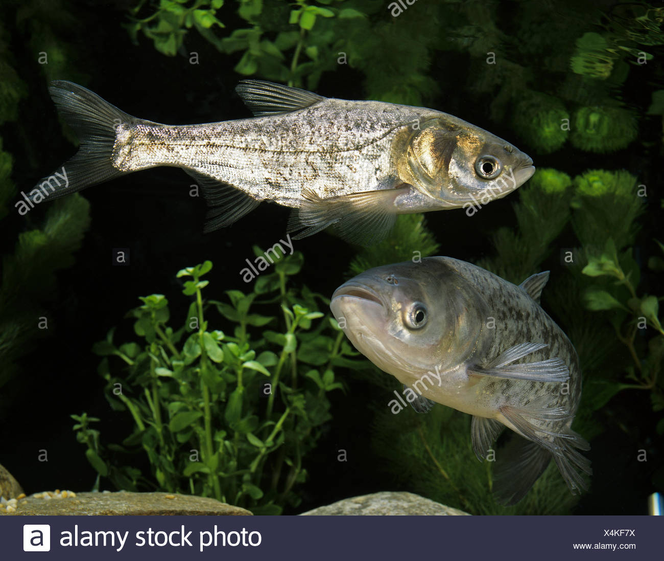 Hypophthalmichthys Molitrix High Resolution Stock Photography and ...