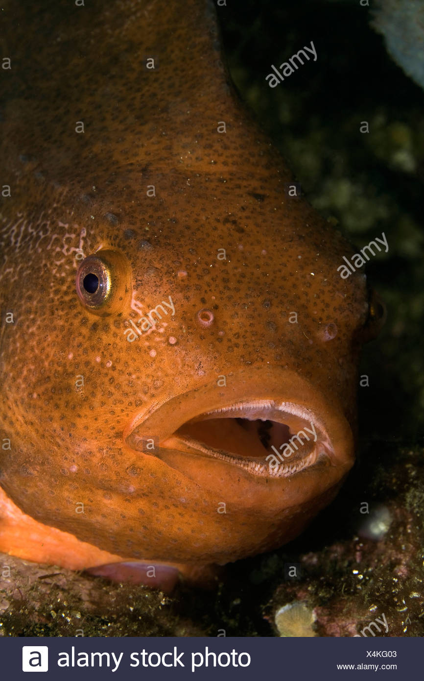 Lumpfishes High Resolution Stock Photography and Images - Alamy
