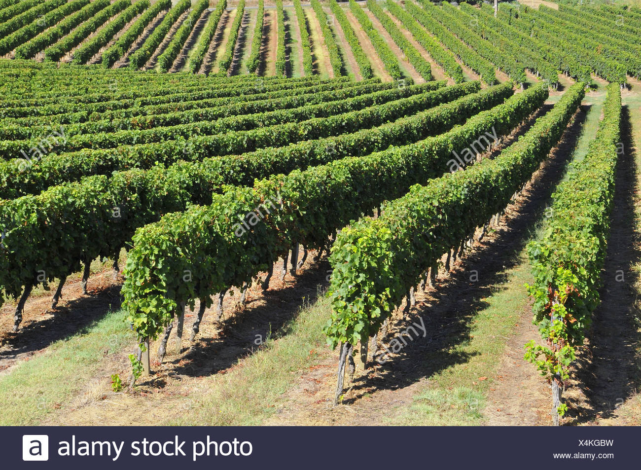 Viticulture Stock Photos & Viticulture Stock Images - Alamy