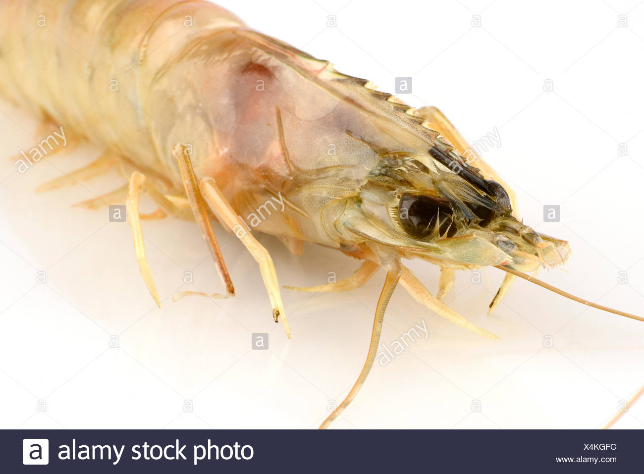 Pandalus Shrimp High Resolution Stock Photography and Images - Alamy